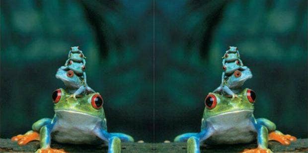 Indian Frogs Invent A New Sex Position And Its Pretty Hot Yourtango